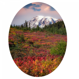 Pacific Coast Highway Road Trip & Travel Guide - PCH1 Road Trip